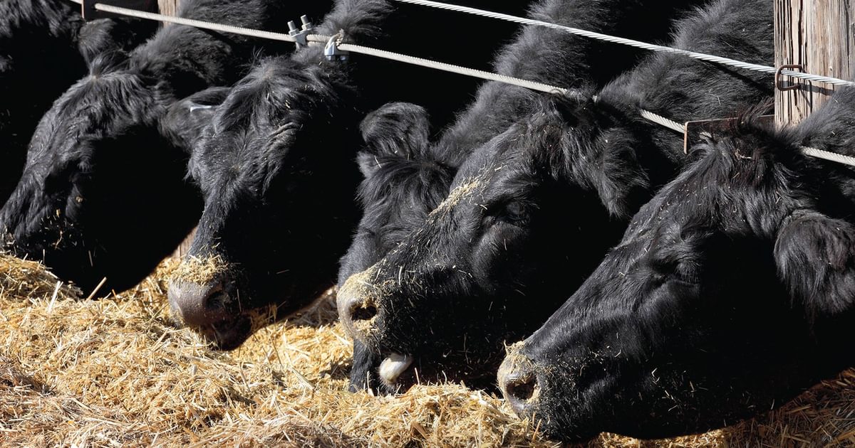 Choosing the Right Supplement: Dry vs.… | Farmers Cooperative Society