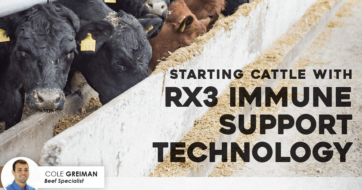 Starting Cattle with RX3 | Farmers Cooperative Society