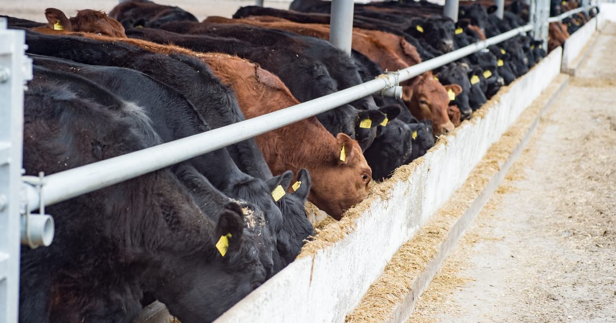 May Beef Update | Farmers Cooperative Society